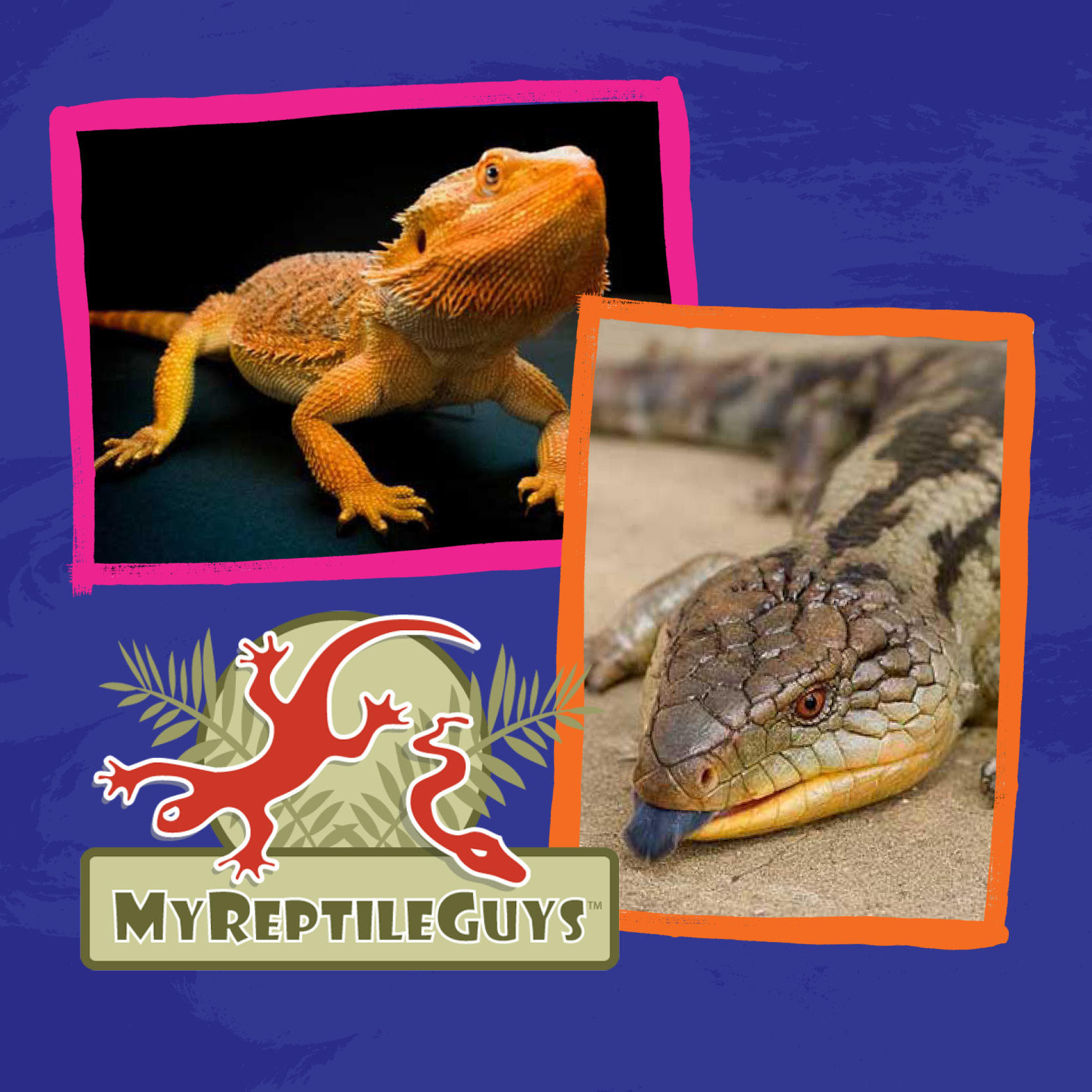 Colorful Creatures Day